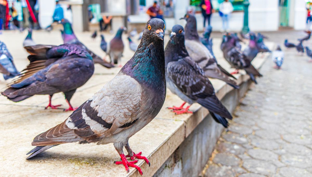 Why Do Pigeons Have Missing Toes? | IFLScience