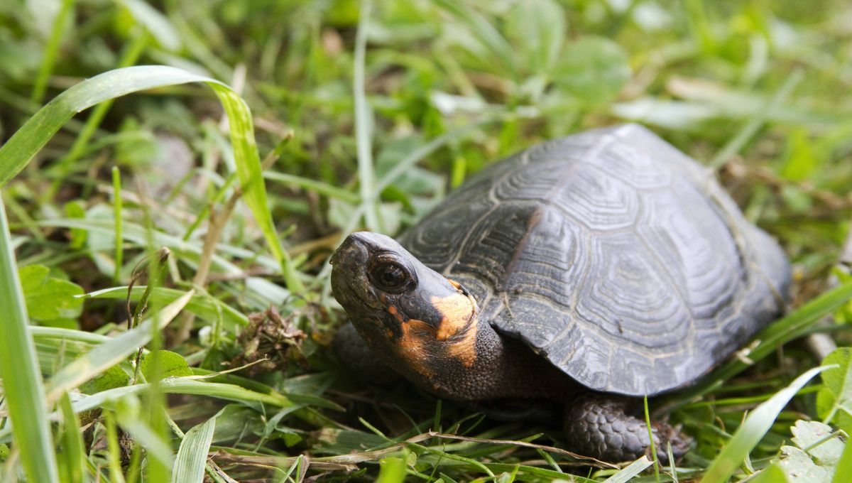 What's North America's Smallest Turtle? Adorable, Is What It Is ...