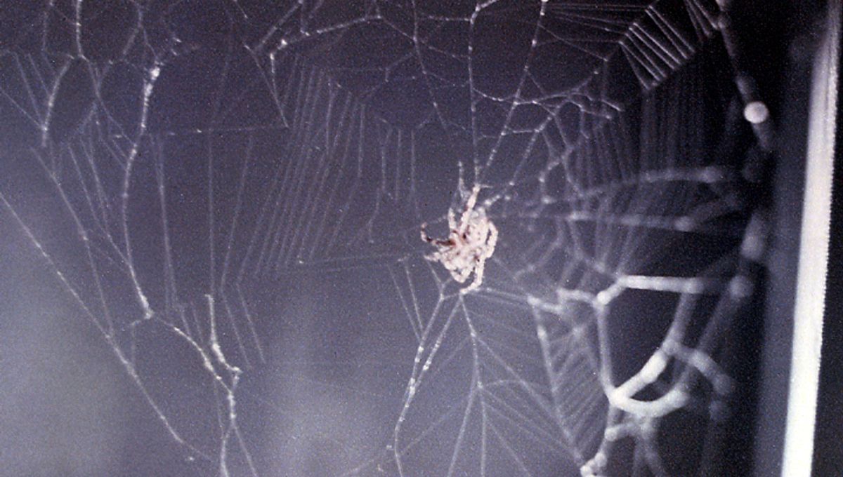 Arabella And Anita: Two Spiders Sent To Space In NASA's Web-Spinning ...