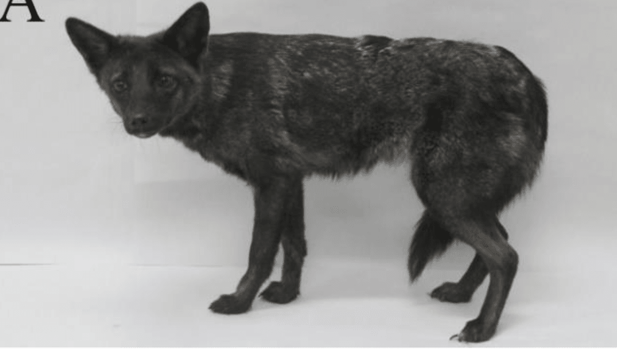 Dogxim: The Fox-Dog Hybrid That Shouldn't Have Existed | IFLScience