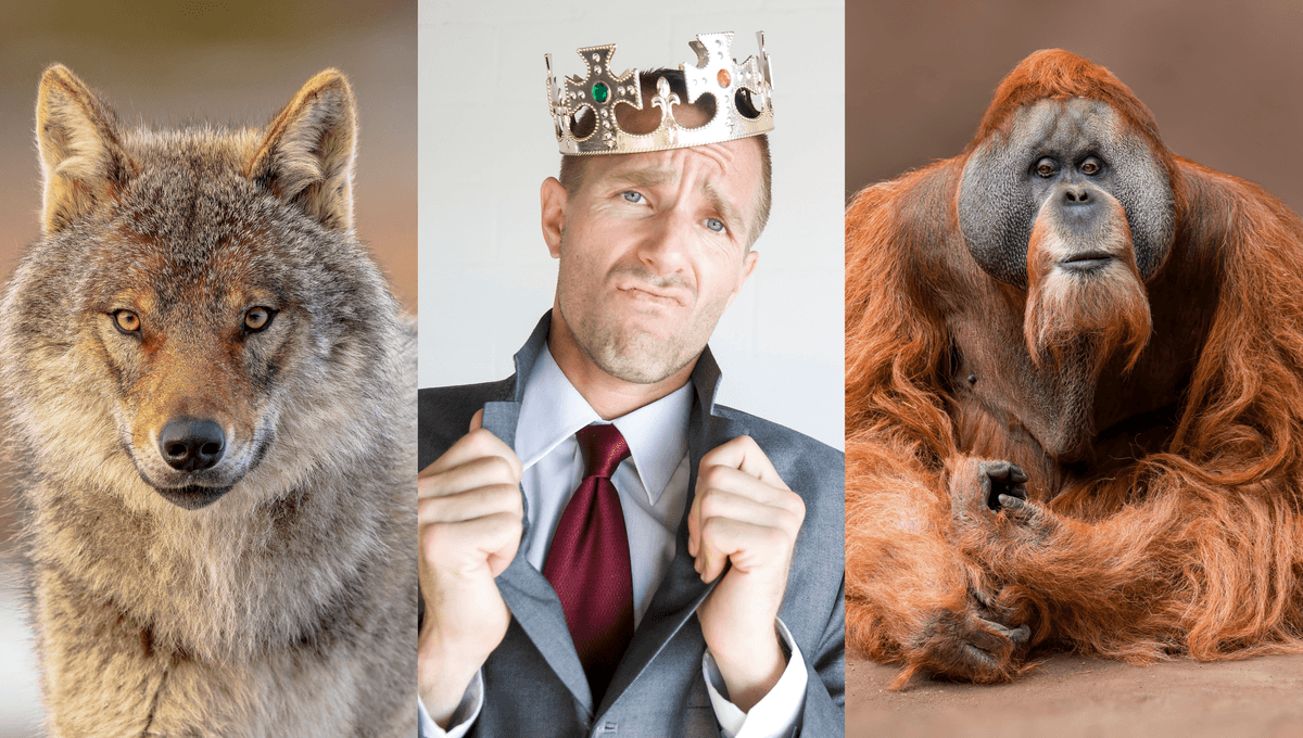 The Rise And Fall (And Rise) Of The "Alpha Male" Myth | IFLScience