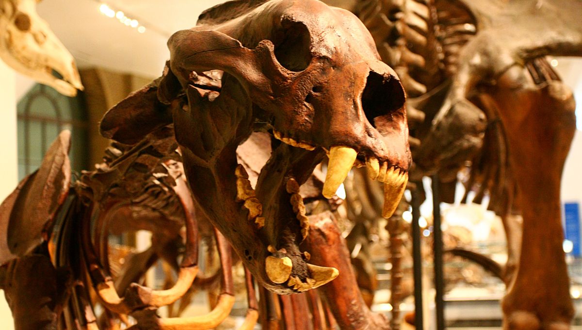 Giant Short-Faced Bears: 3.3-Meter-Tall Pleistocene Predators Were The ...