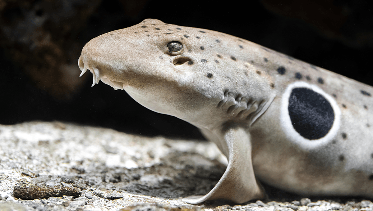 Watch: Strange “Walking Shark” Goes On Casual Stroll Across Great ...