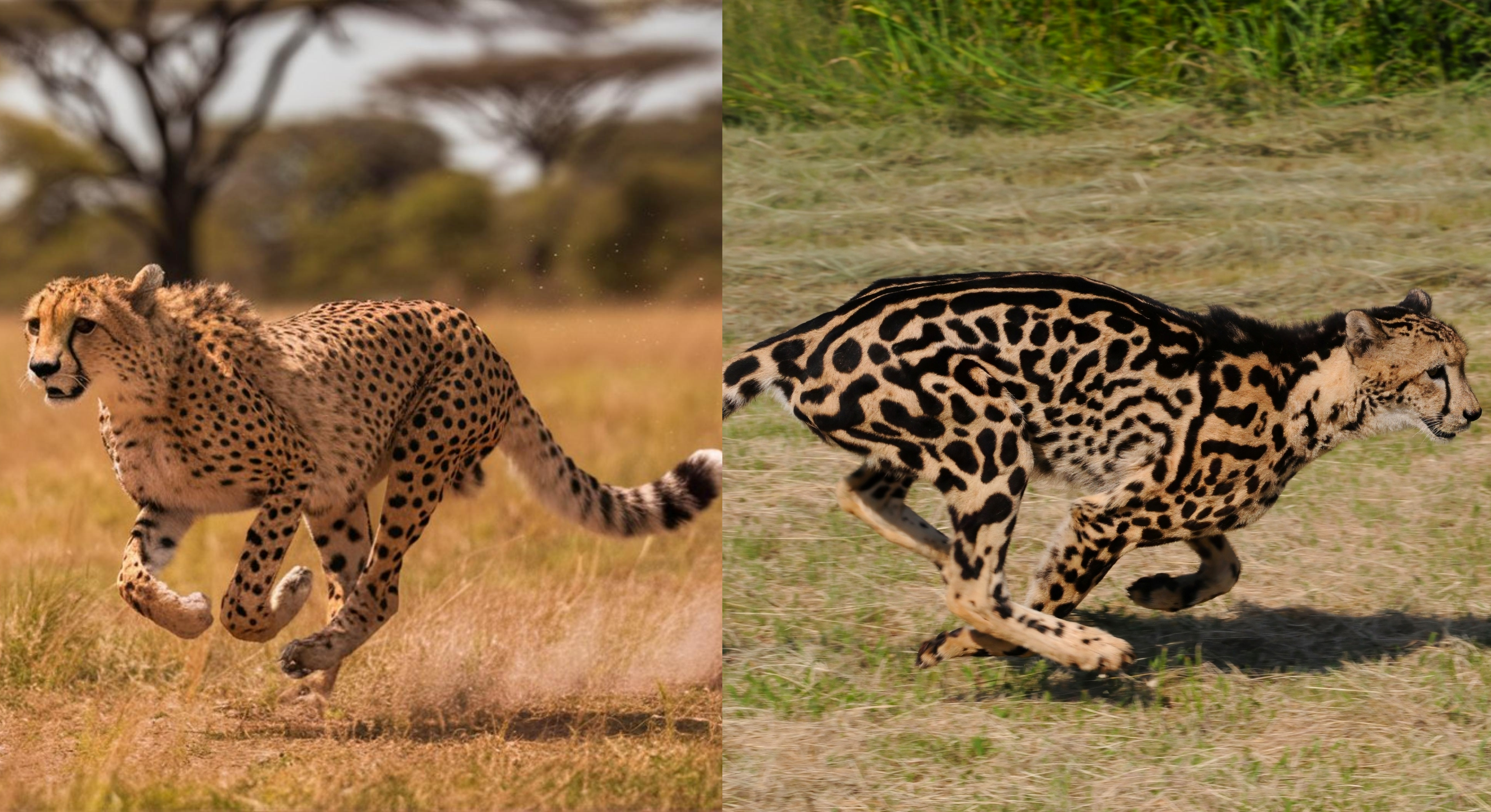 “King Cheetah”: How Did These Rare Big Cats Get Their Unusual Coat ...