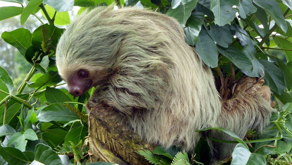 First Ever Footage Of Tooting Two-Toed Sloth Dispels Idea That Sloths ...