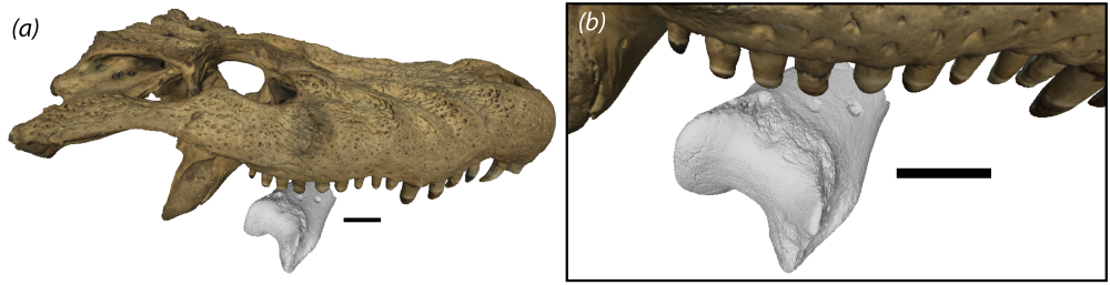 Rare Fossil Reveals Evidence Of Predation Between A Caiman And A Terror ...