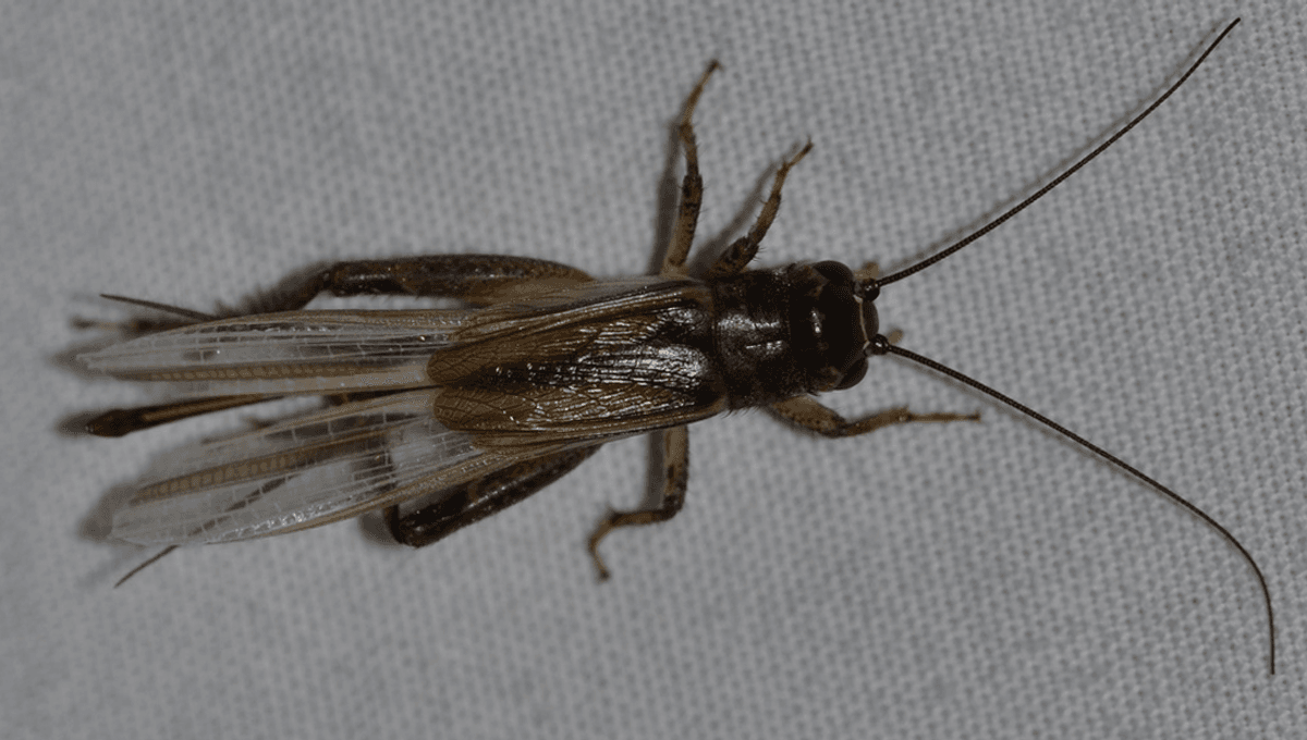 First Female Same-Sex Sexual Behavior Seen In Crickets, But Only ...