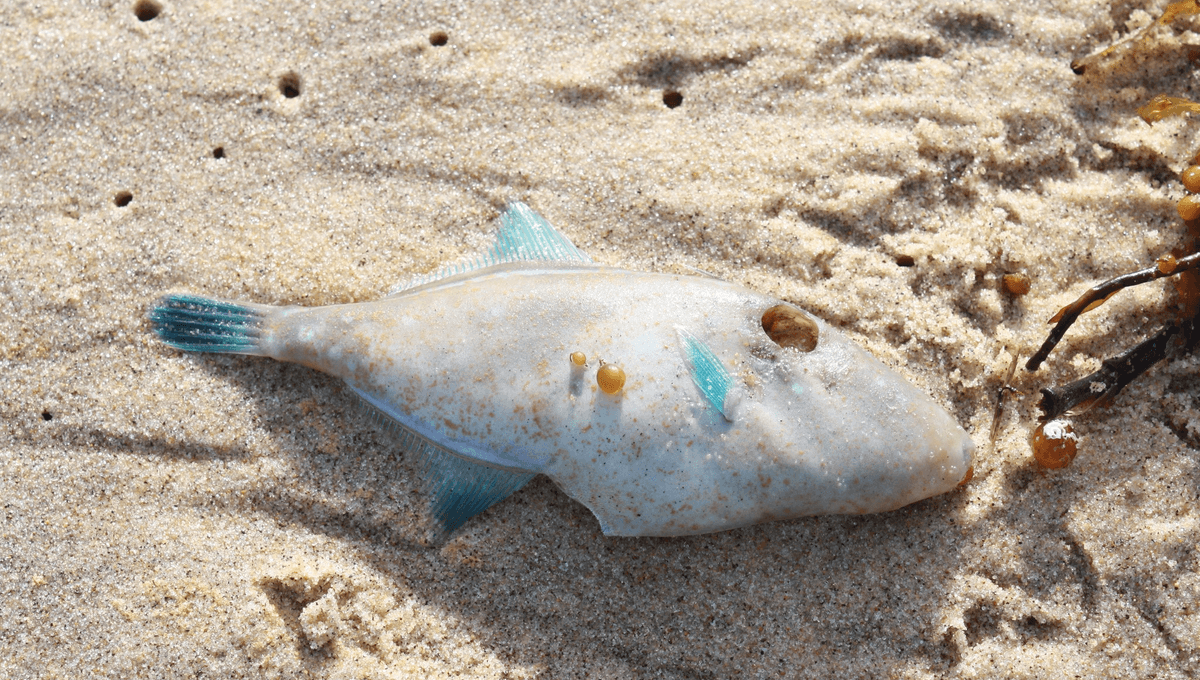 Giant Toxic Algal Bloom In Australia Has Killed Nearly 14,000 Animals ...