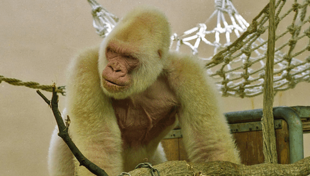 World's Only Known Albino Gorilla: Snowflake Was One Of A Kind | IFLScience