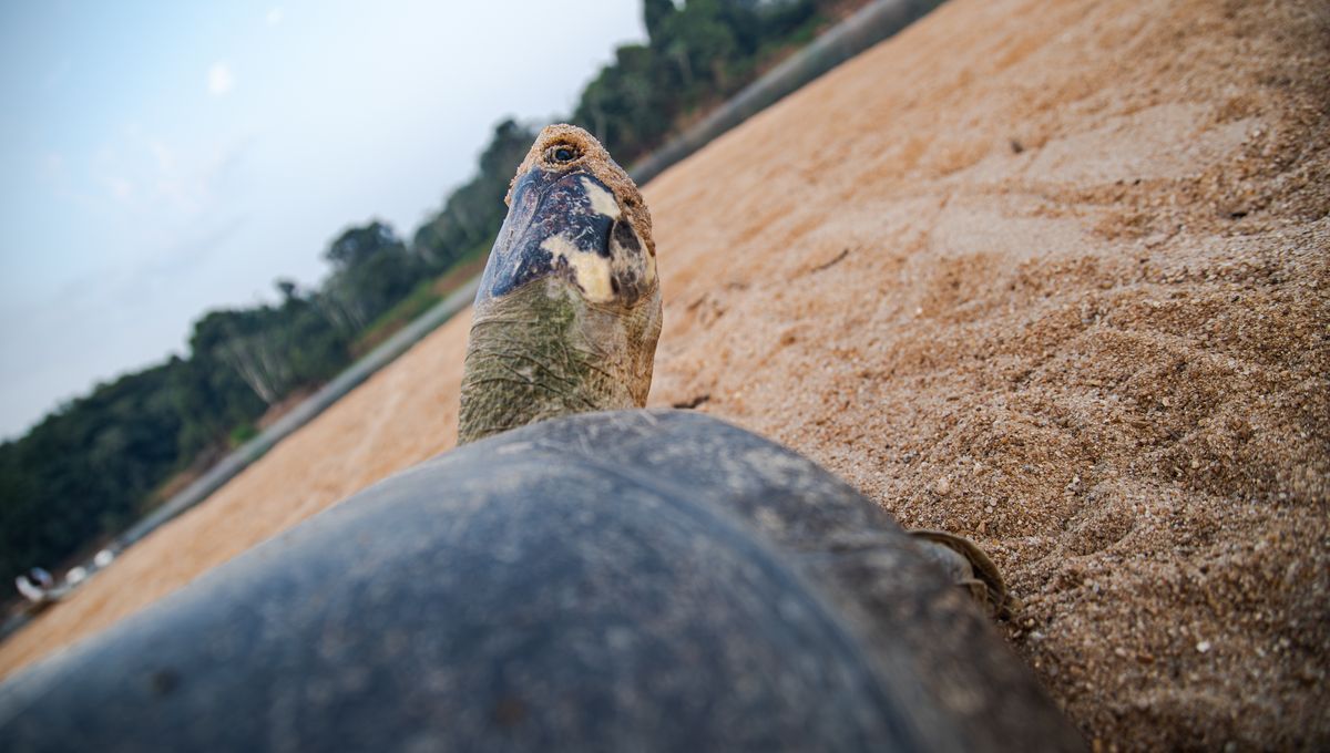 Stunning Drone Footage Reveals Largest Turtle Nesting Site In The World ...