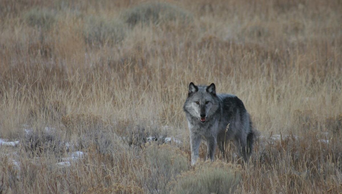 Aspen Trees In Yellowstone Show Signs Of Recovery After 1995 ...