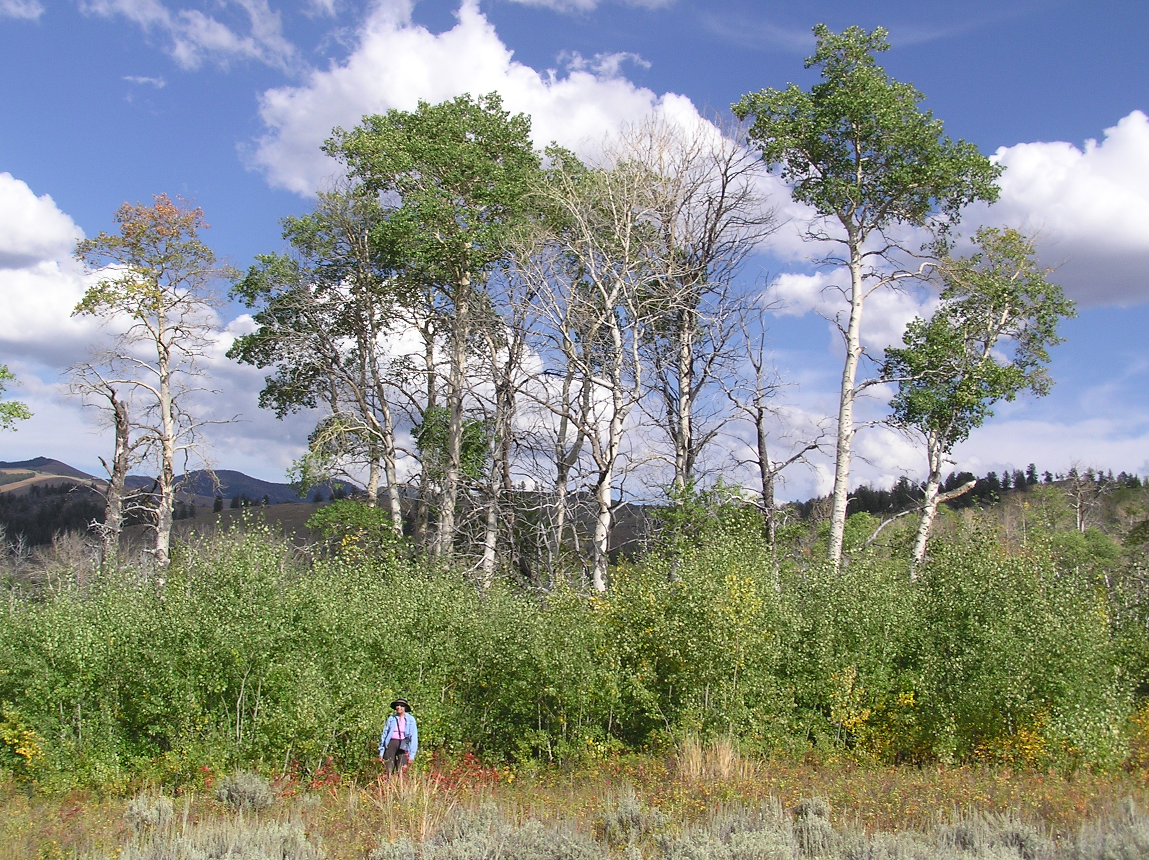 Aspen Trees In Yellowstone Show Signs Of Recovery After 1995 ...