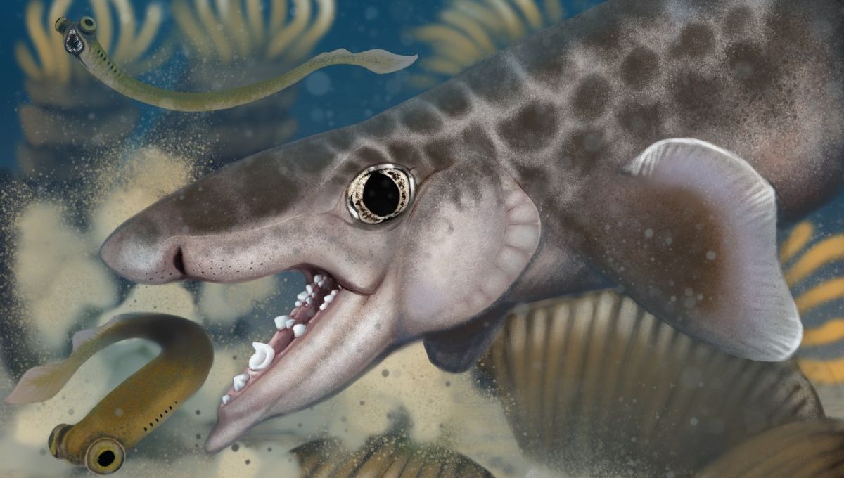 “Remarkable” New Species Of 340-Million-Year-Old Ancient Shark ...