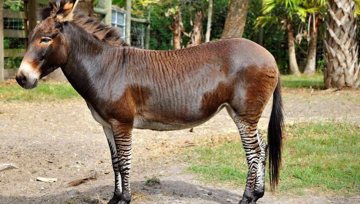 Zebroids, Zeedonks, Zorses, Zonies: Welcome To The World Of Zebra ...