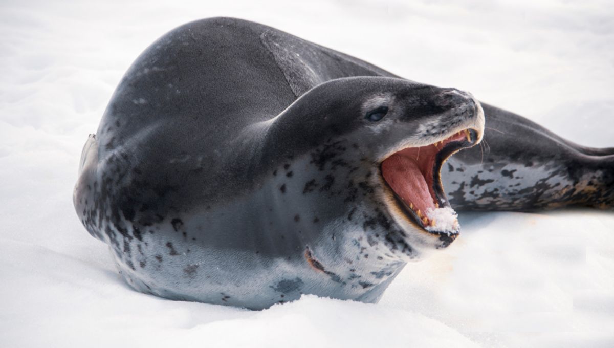 Beneath Antarctica’s Sea Ice, Leopard Seals Sing Nursery Rhymes In ...