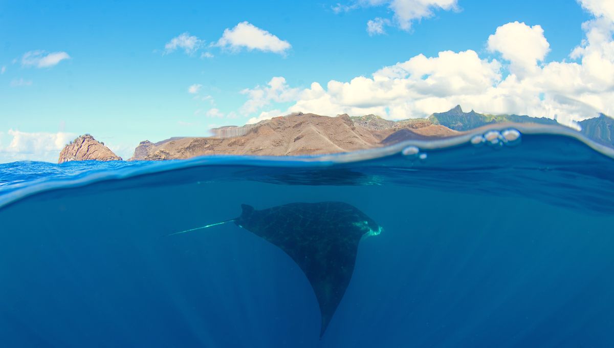 New Species Of Manta Ray Discovered In The Atlantic – 15 Years After ...