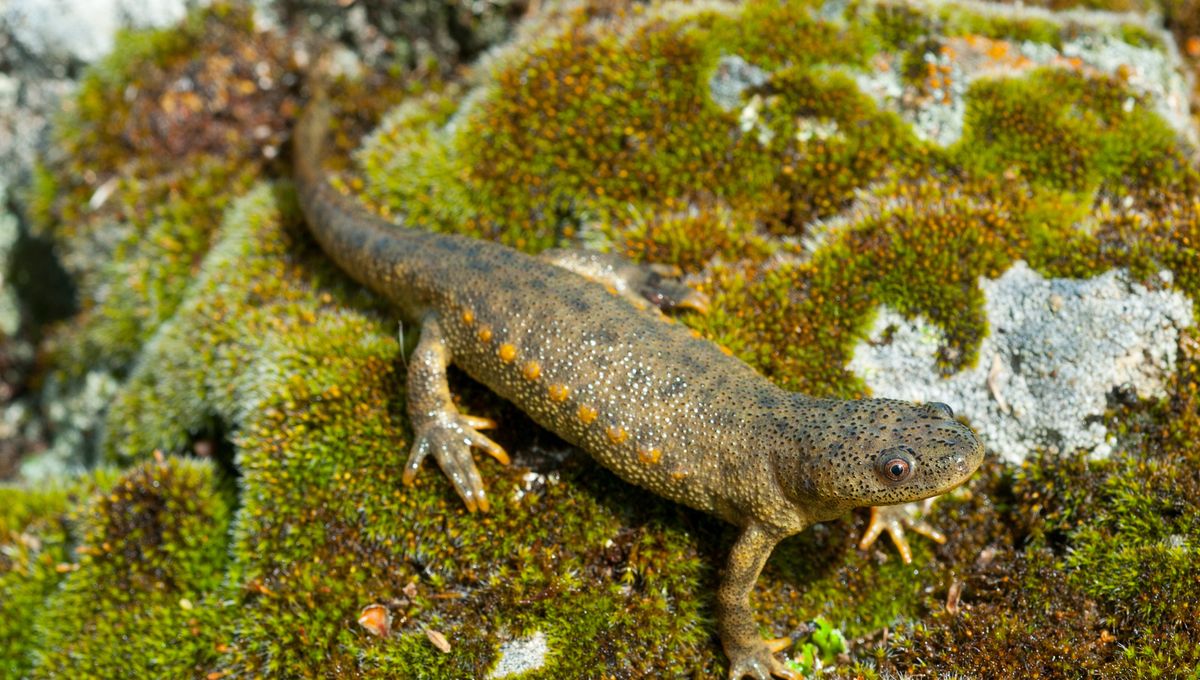 The Iberian Ribbed Newt Might Just Have The World’s Most Metal Defense Mechanism | IFLScience