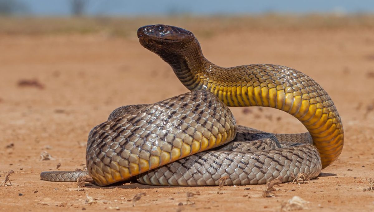 Inland Taipan: Is This The Deadliest Snake In The World? | IFLScience