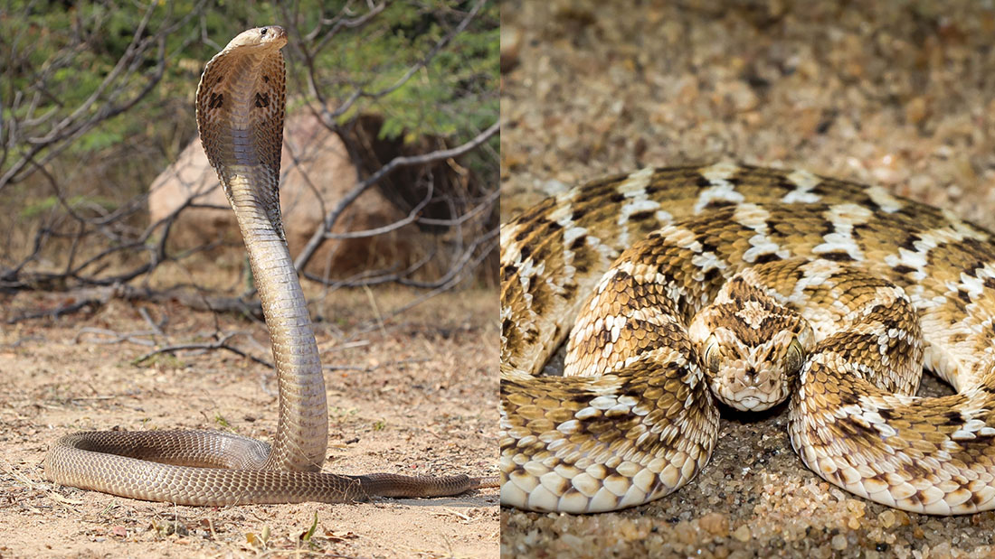 Inland Taipan: Is This The Deadliest Snake In The World? | IFLScience