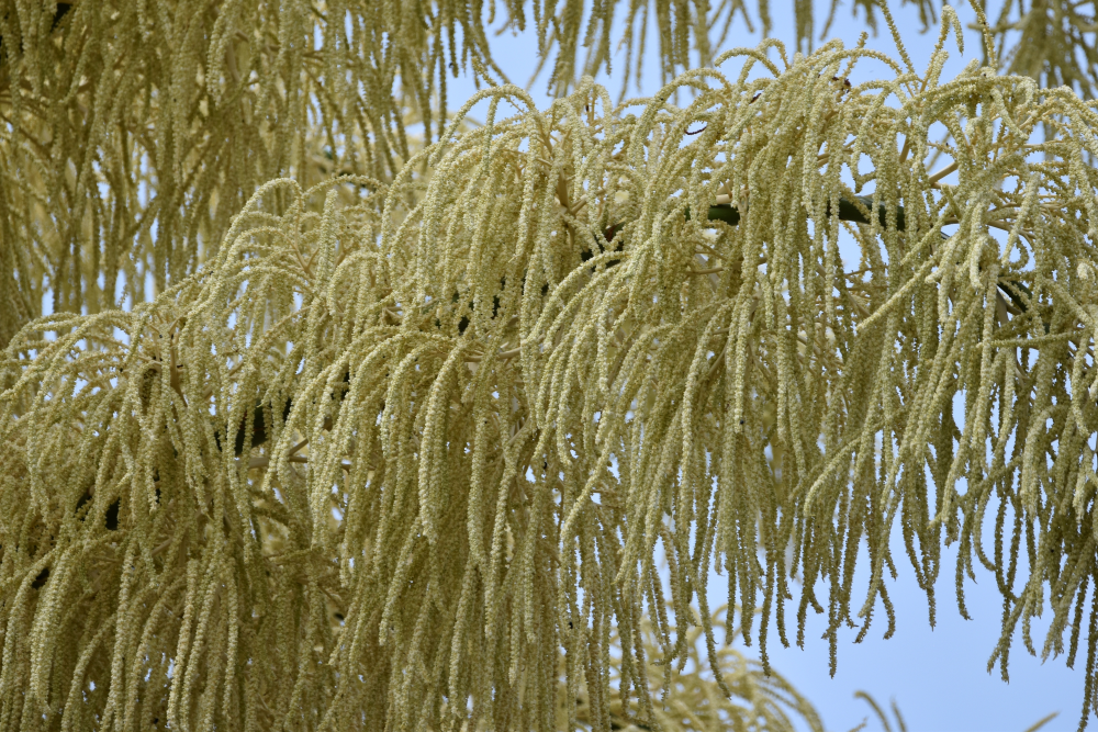 Record-Breaking Talipot Palm Produces The World’s Largest Branched ...