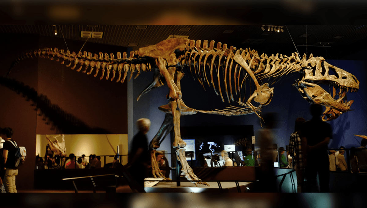 Meet Scotty: The World’s Biggest And Oldest T. Rex Weighs The Same As ...