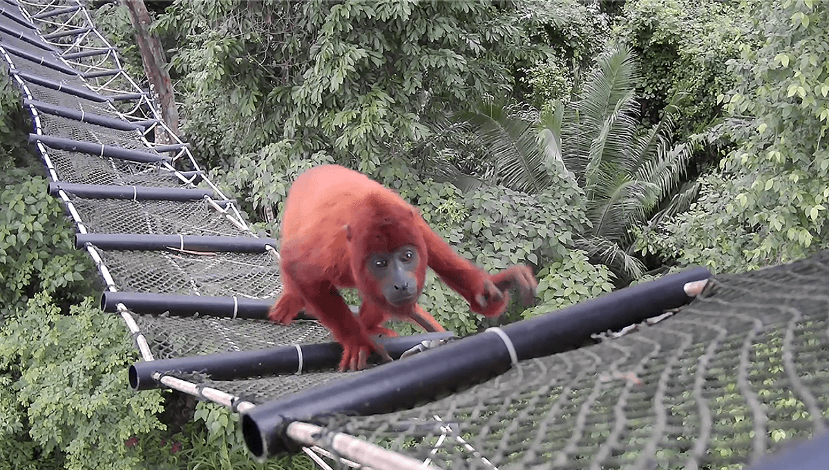 In Peru, Canopy Wildlife Bridges Restore Vital Treetop Connections For ...