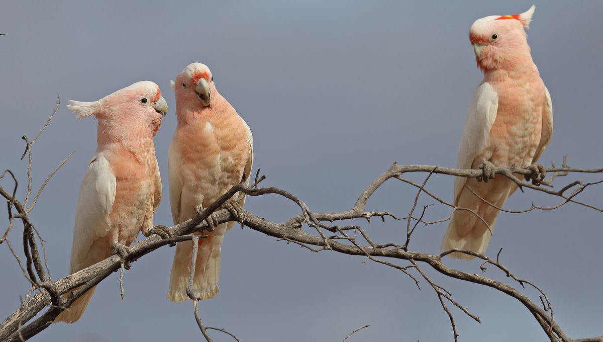 17 New Cockatoo Dance Moves Discovered, From Headbanging To Body Rolls ...