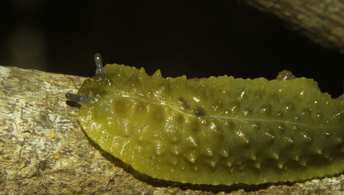 The Pickle Slug Is One Of New Zealand's Strangest Critters, And Lays ...
