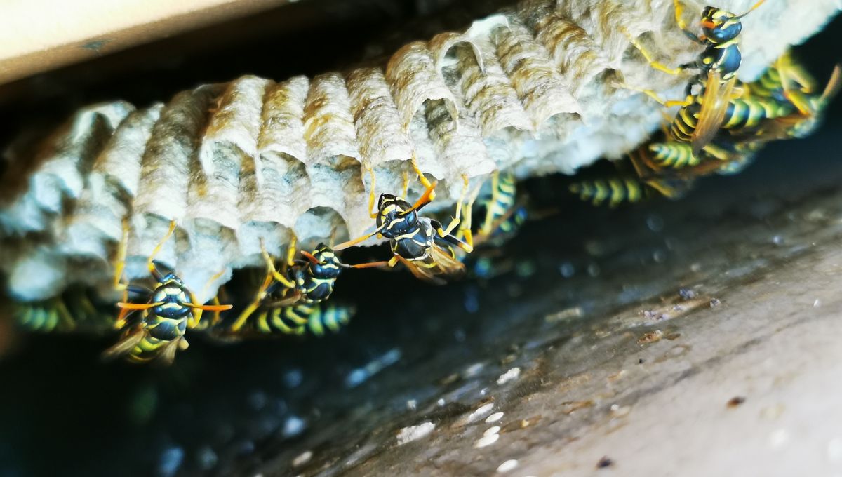 Four Radioactive Wasp Nests Found At Savannah River Nuclear Site In ...