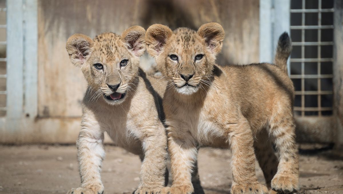 Four Super Rare Barbary Lion Cubs Born At Czech Zoo In Conservation Win ...