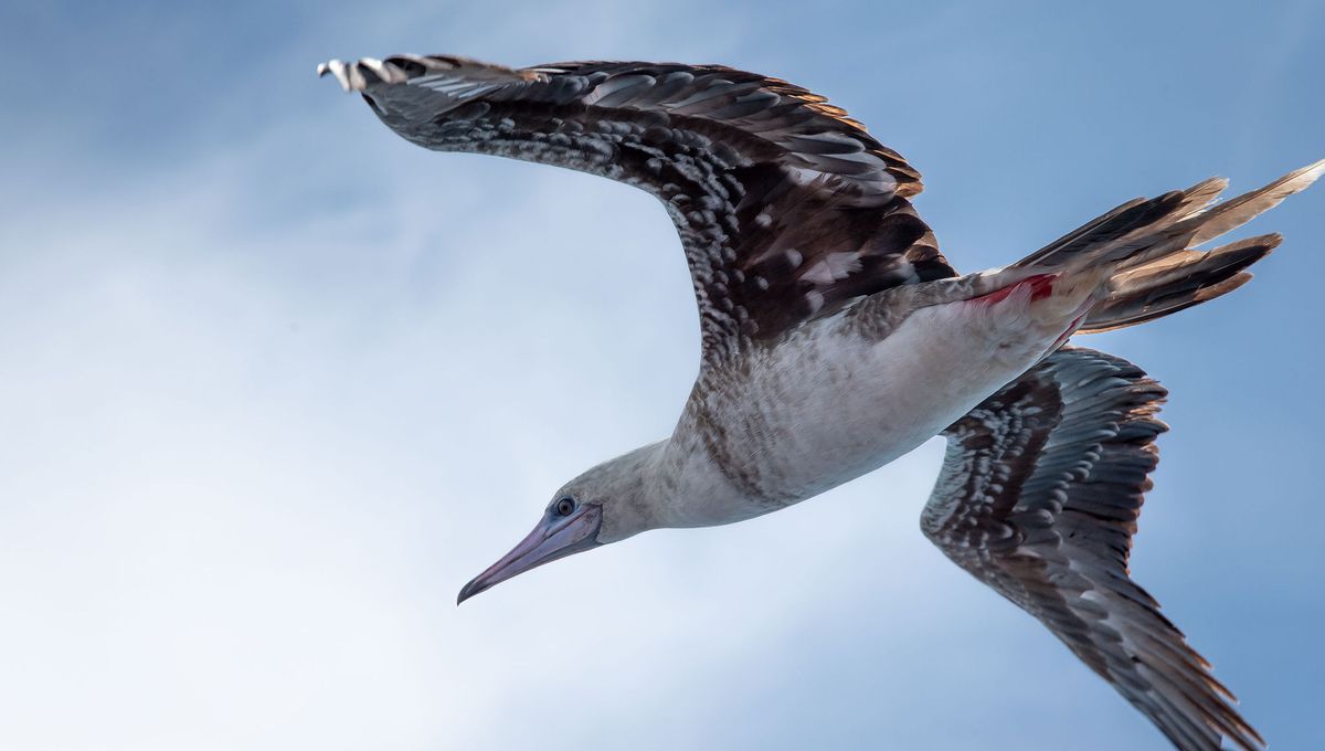 Blue Footed Booby Sound