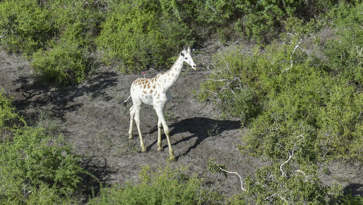 The World's Only White Giraffe Is On The Lam, And We Don't Blame Him ...
