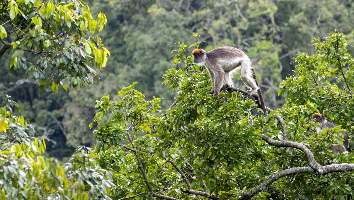 World-First Footage Of Endangered Foa’s Red Colobus Monkey Filmed In ...