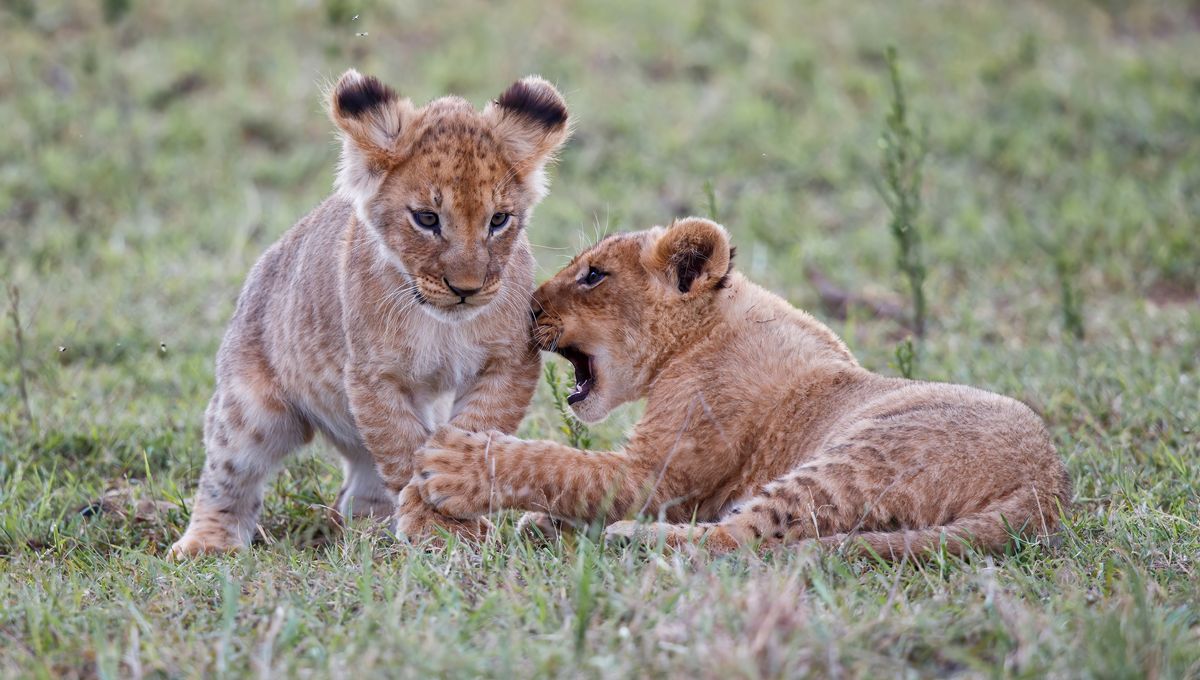Why Do Lion Cubs Have Spots? | IFLScience