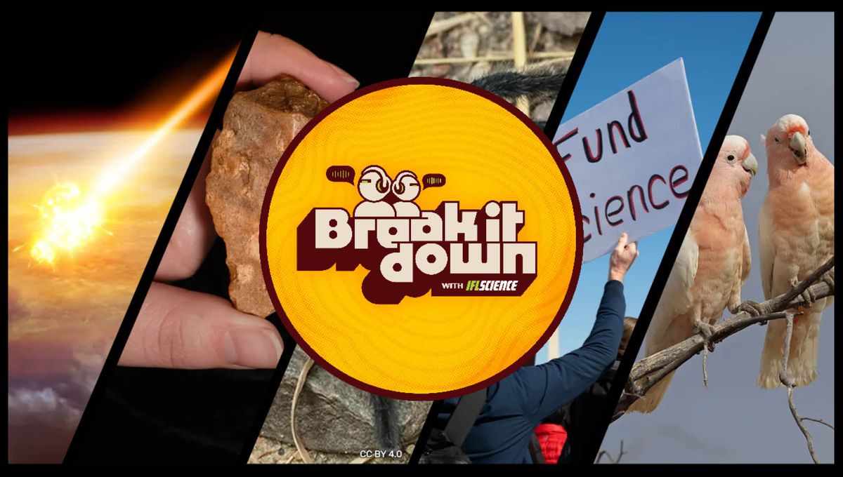 Dancing Cockatoos, Spider Schlongs, And Will I Be Hit By An Asteroid ...