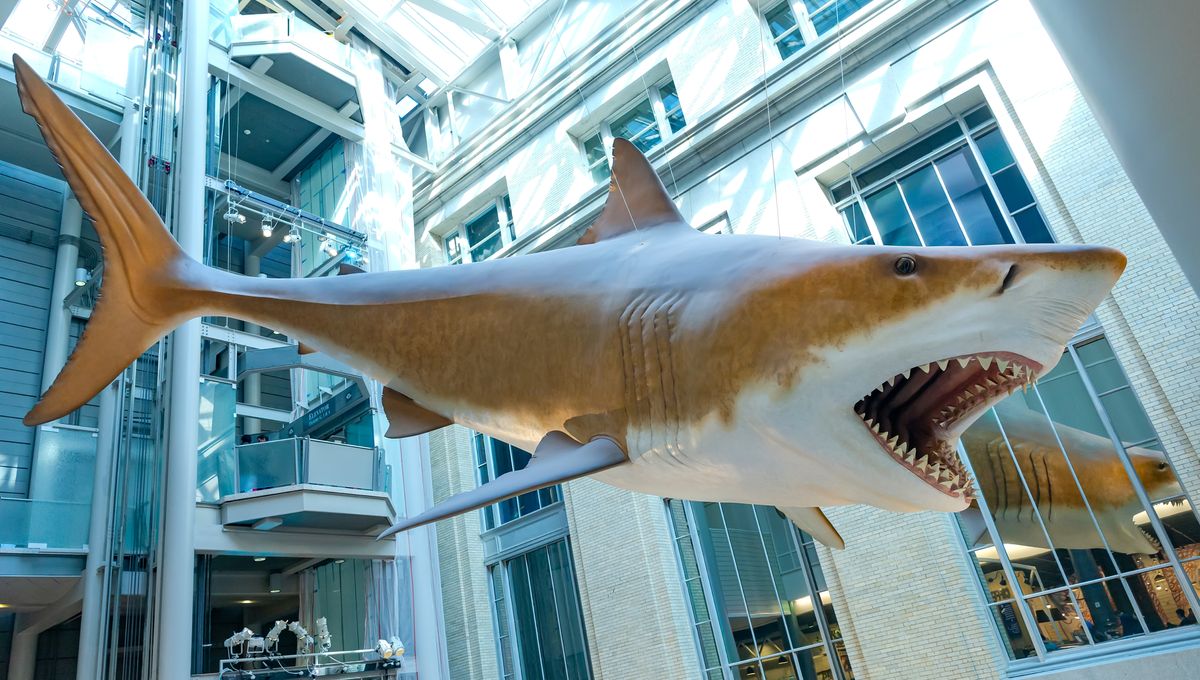 How Do We Know How Big Megalodons Were? | IFLScience