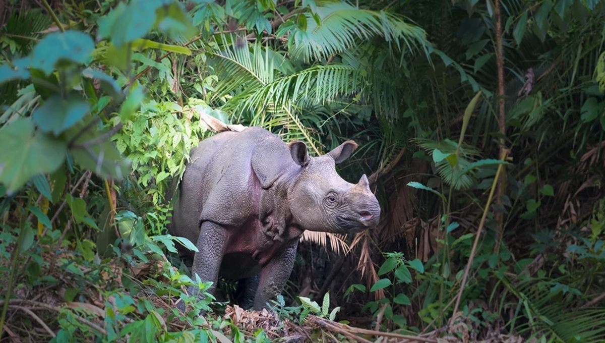 There Are Now Just 50 Javan Rhinos Left As Species Creeps Ever Closer ...