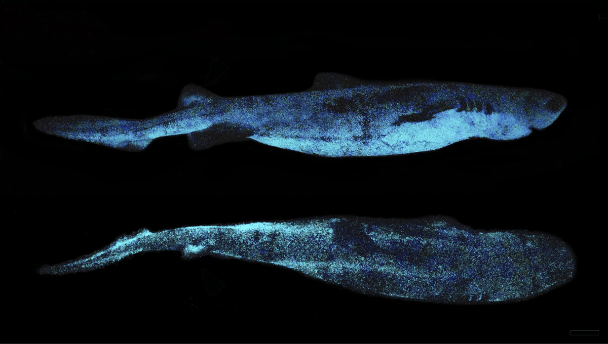 “The Glowing Sharks”: The Largest Bioluminescent Vertebrate Known To ...