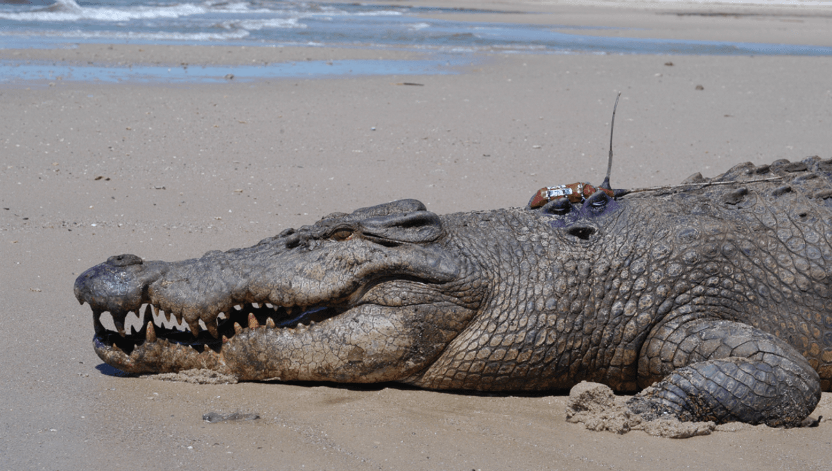 The World’s Largest Living Reptile “Surfs” Long Distances, Travelling ...