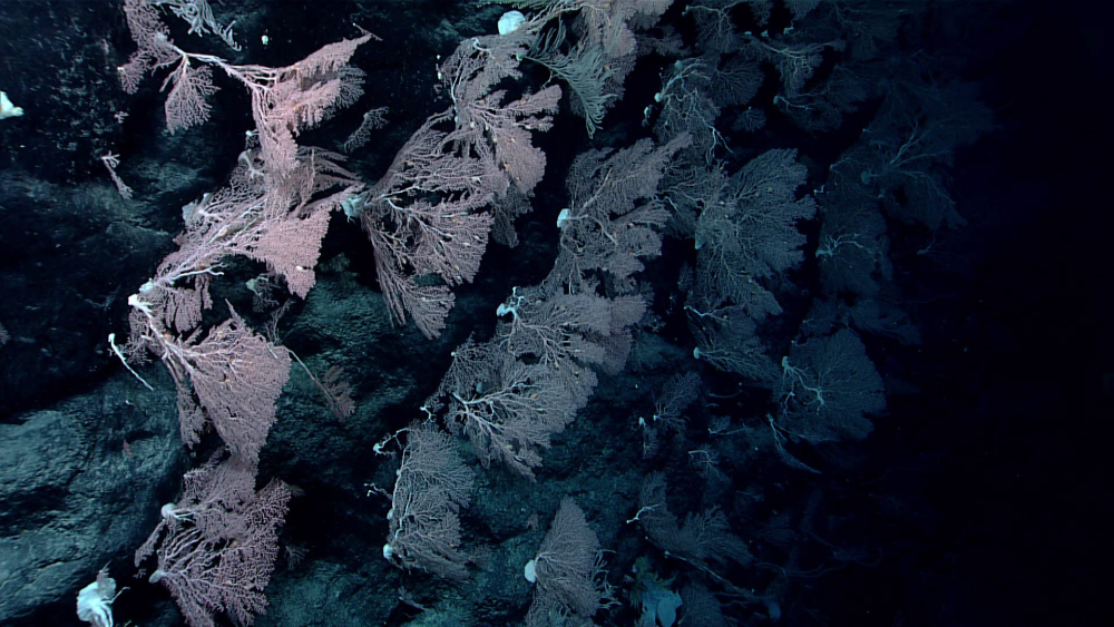 15-Meter Monolith-Like Rock Discovered During Deep-Sea Expedition Off ...
