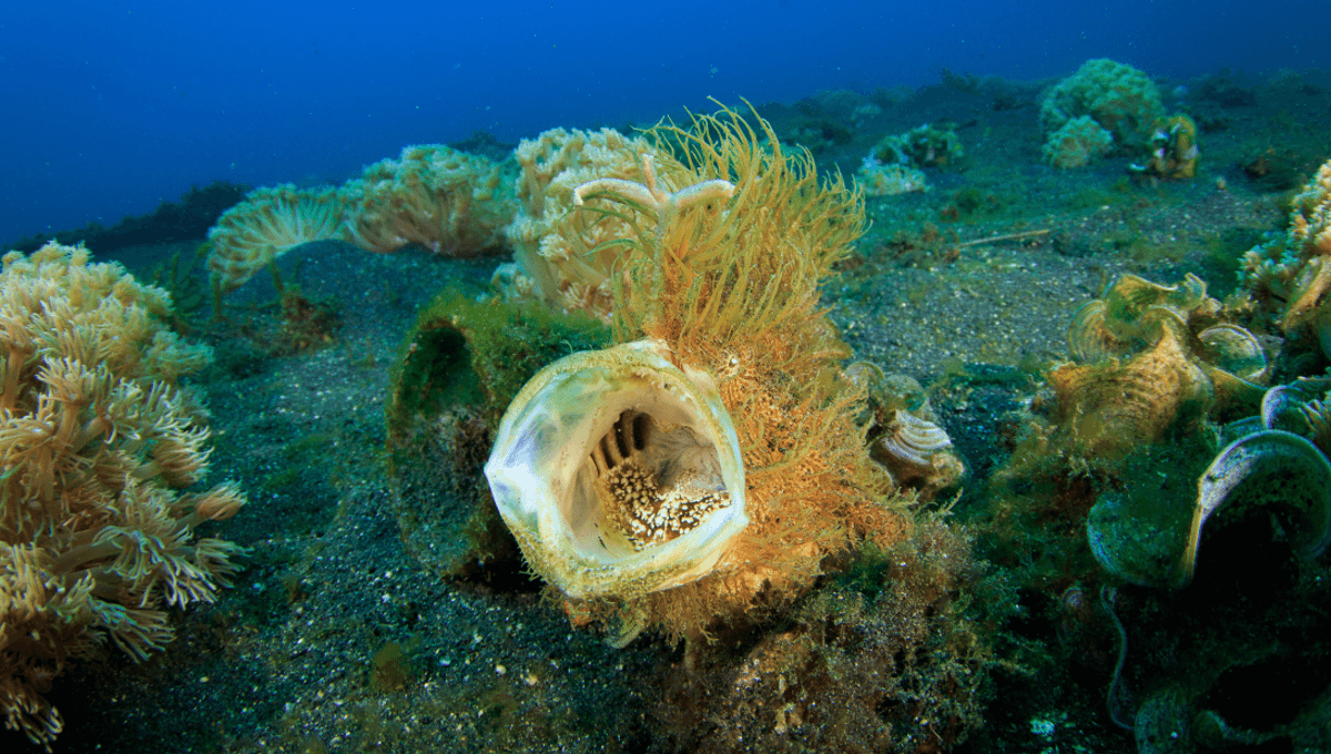 Do All Animals Yawn? "Yawning Behavior Has Been Documented In Fish ...