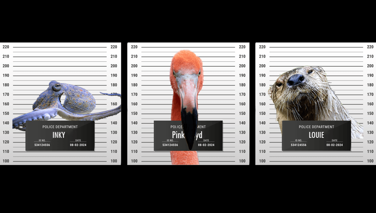 Otters Buddies Abscond, Octopus Bolts, And Flamingoes Hit The Road On ...