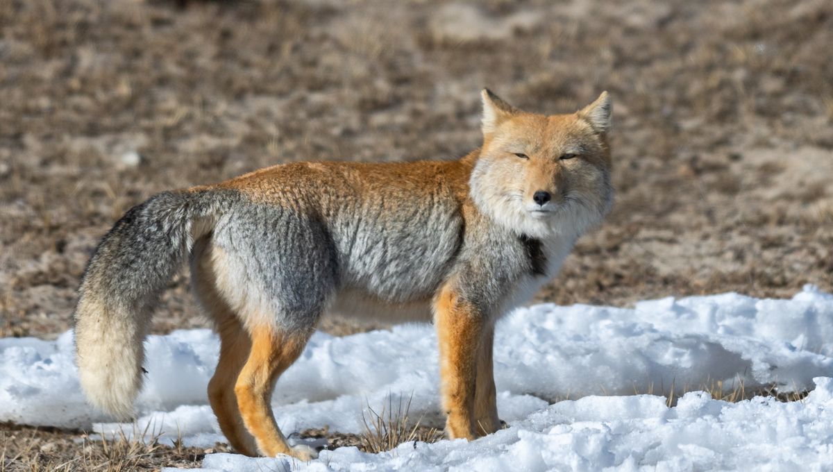 Meet The Tibetan Fox: Perfectly Adapted For Life In The Plains With A ...