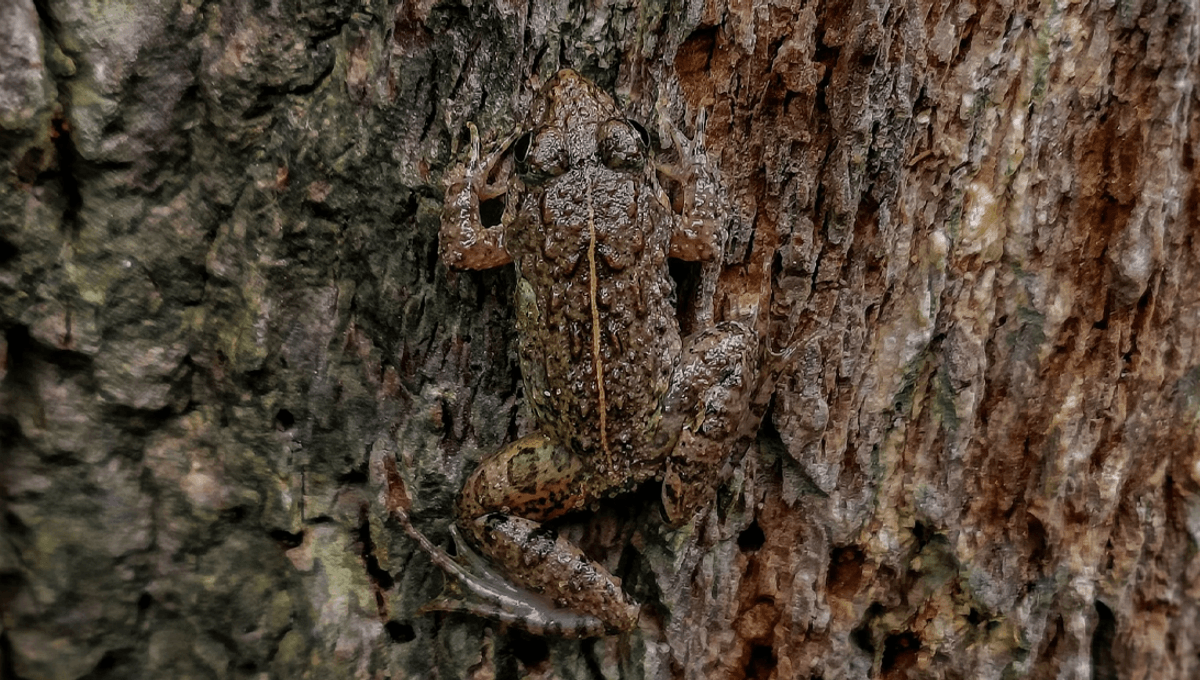 Incredible Photograph Of Camouflaged Frog Shows Impressive Wildlife ...