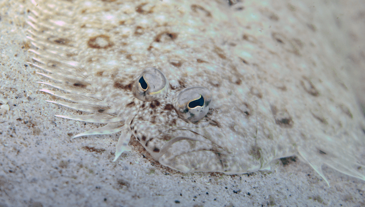 The Only Known Animal With Eyes That Migrate To Just One Side Of Its ...