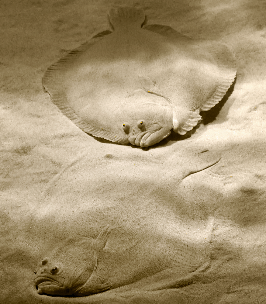 The Only Known Animal With Eyes That Migrate To Just One Side Of Its ...