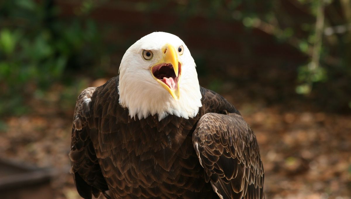 What Does A Bald Eagle Sound Like? | IFLScience