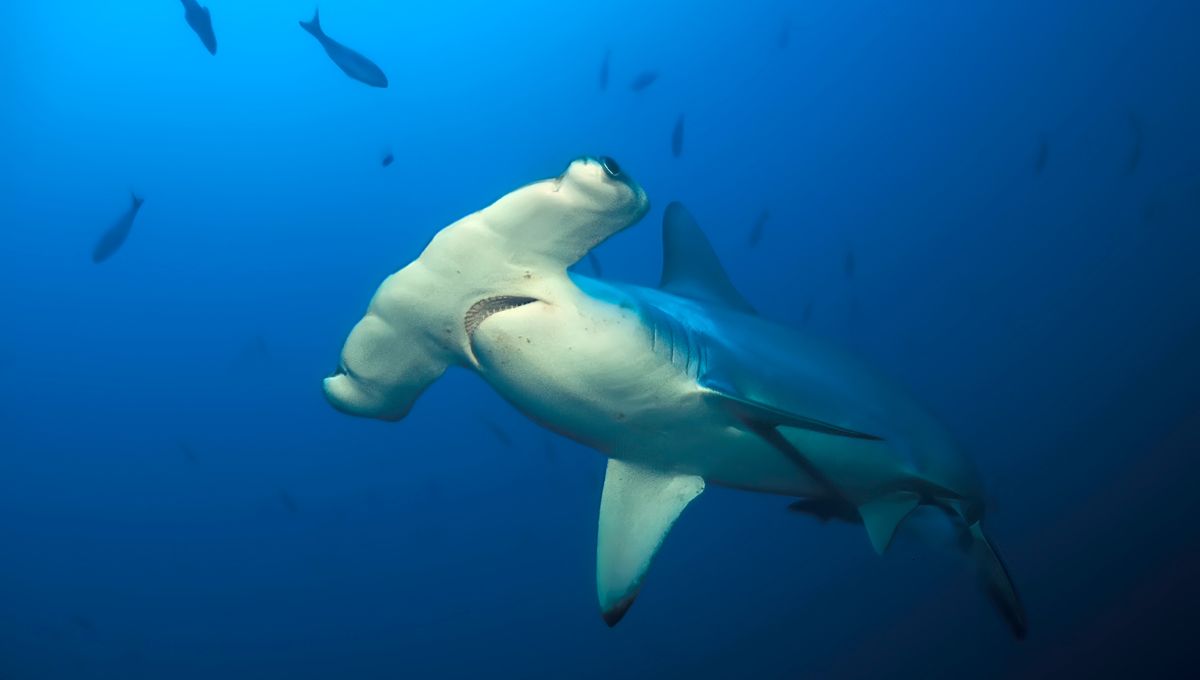 Why Do Hammerhead Sharks Have A Hammerhead? | IFLScience