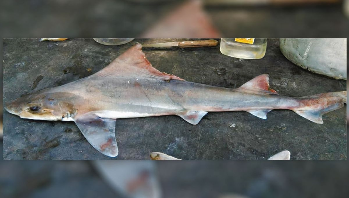 Long-Lost Sailback Houndshark Not Seen Since 1973 Rediscovered In Papua ...