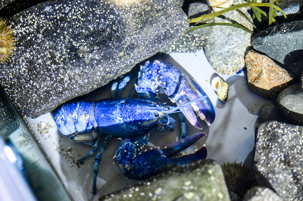 Rare Bright Blue Lobster With 1-In-2-Million Genetic Anomaly Gets New ...